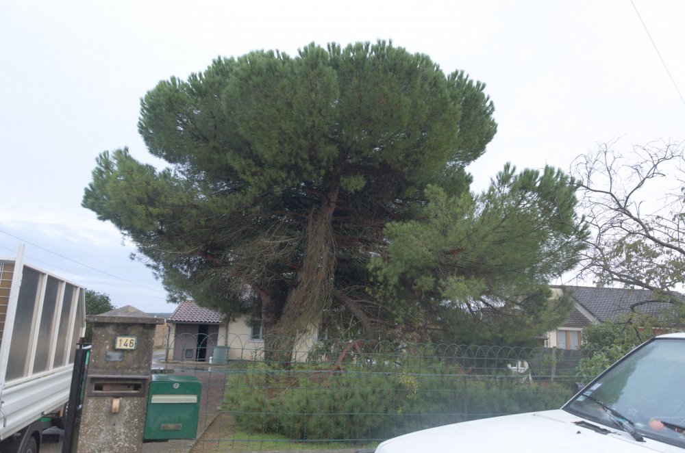 Taille sanitaire d'un pin parasol | Arborea